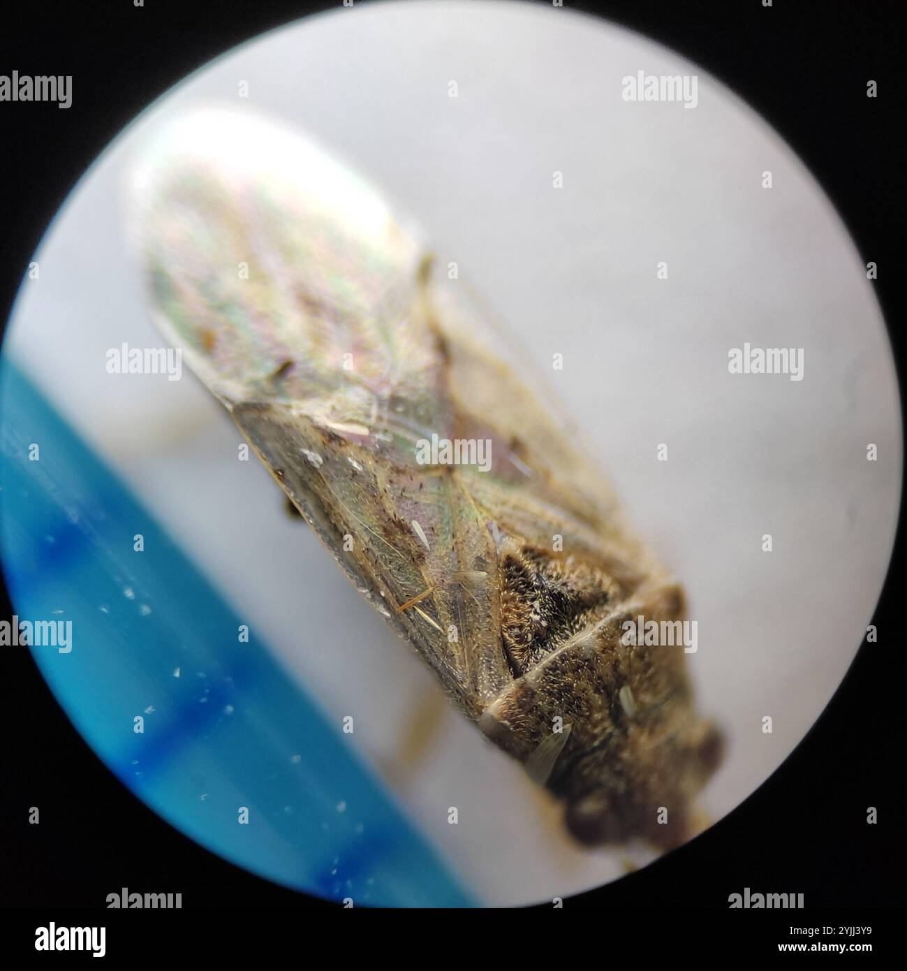 False chinch bugs (Nysius Stock Photo - Alamy