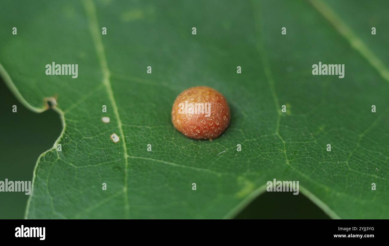 Oak Leaf Gall Midge (Polystepha pilulae Stock Photo - Alamy
