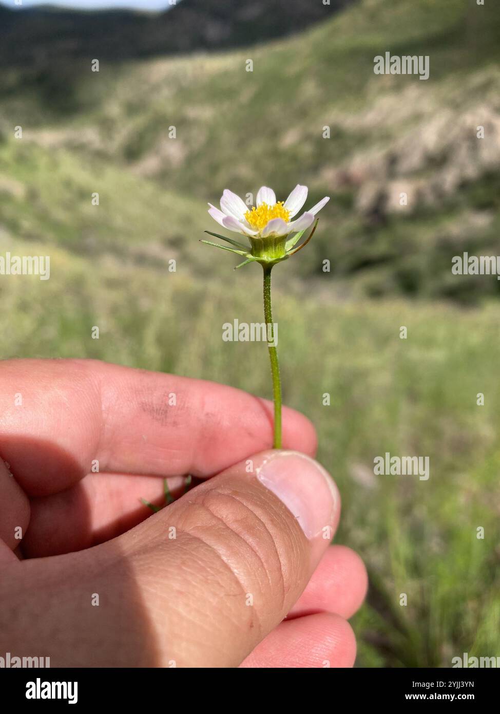southwestern cosmos (Cosmos parviflorus Stock Photo - Alamy