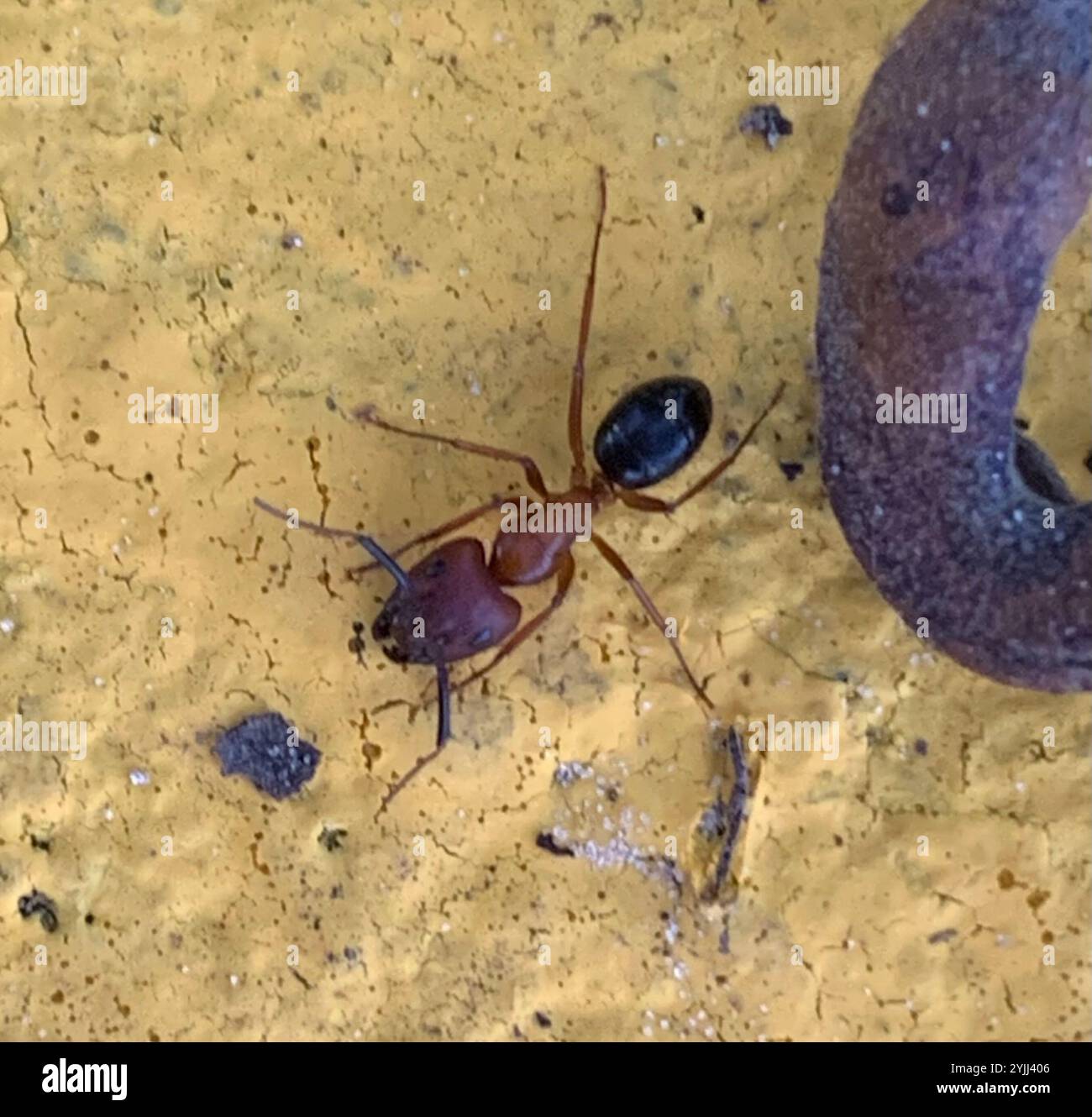 Florida Carpenter Ant (Camponotus floridanus Stock Photo - Alamy