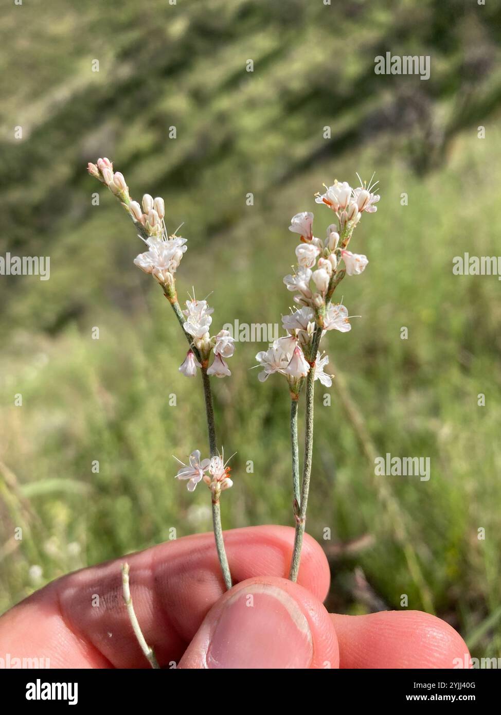 Wright's buckwheat (Eriogonum wrightii Stock Photo - Alamy
