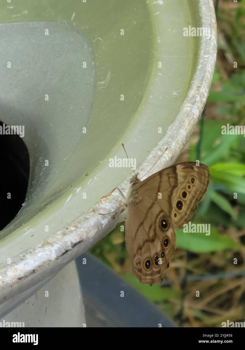 Northern Pearly-eye (Lethe anthedon Stock Photo - Alamy