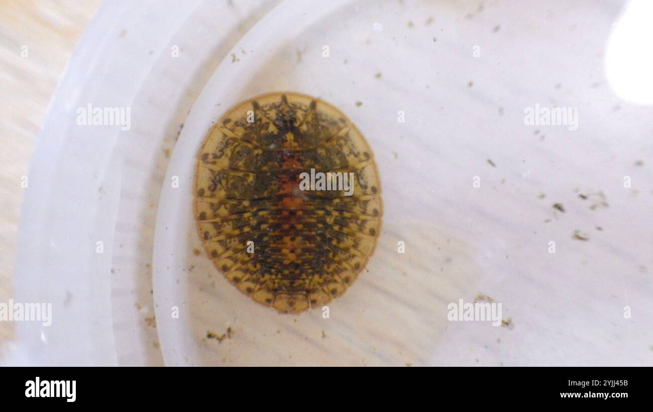 Herrick's Water Penny Beetle (Psephenus herricki Stock Photo - Alamy