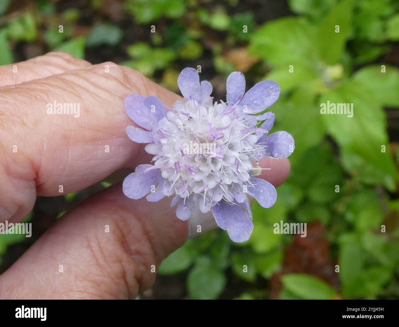Small Scabious (Scabiosa columbaria Stock Photo - Alamy