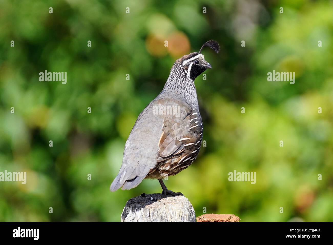 California Quail (Callipepla californica Stock Photo - Alamy