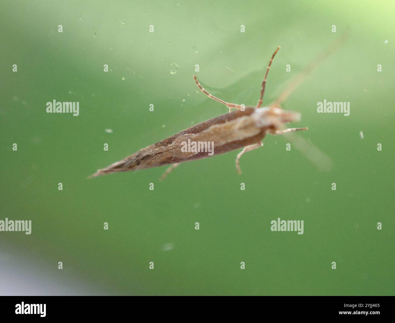 Diamondback Moth (Plutella xylostella Stock Photo - Alamy