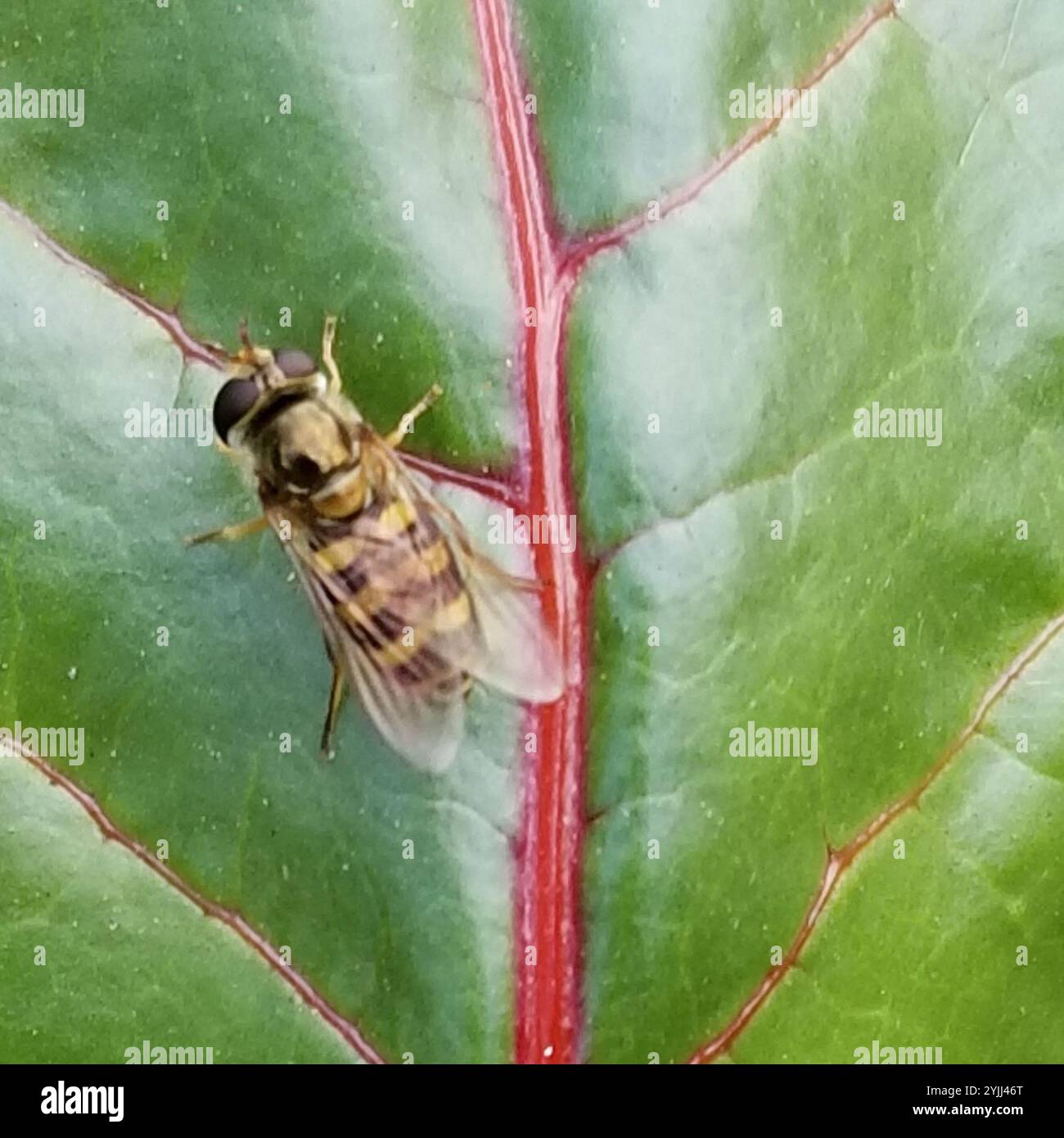 Western Aphideater (Eupeodes fumipennis Stock Photo - Alamy