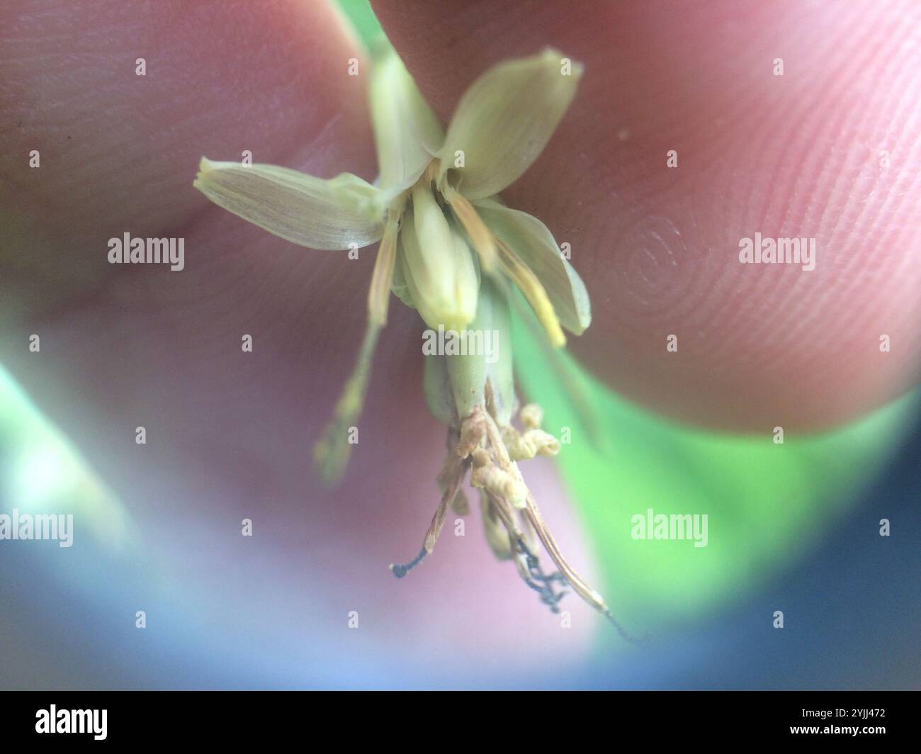 three-leaved rattlesnake root (Nabalus trifoliolatus Stock Photo - Alamy