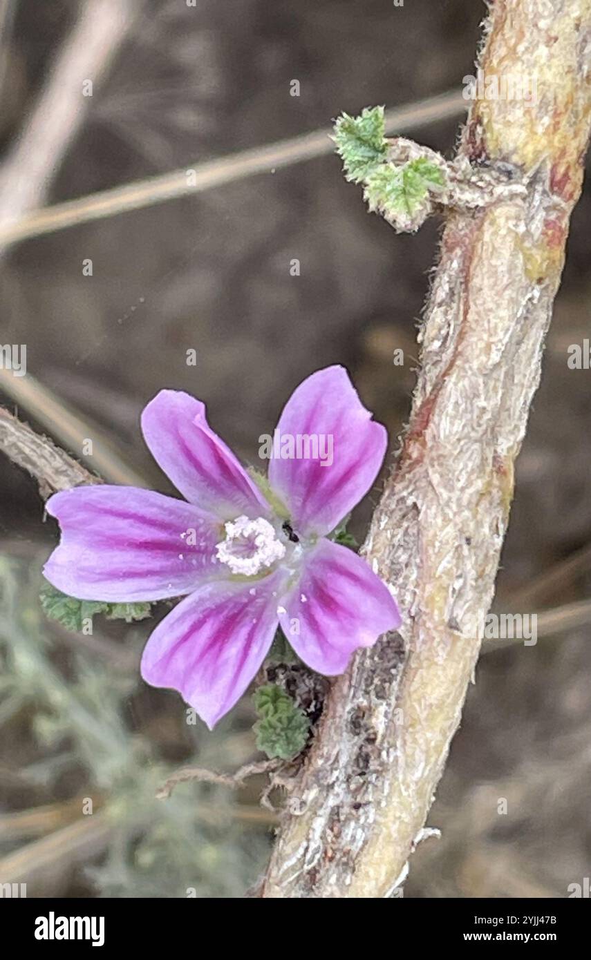 Cretan mallow (Malva multiflora Stock Photo - Alamy