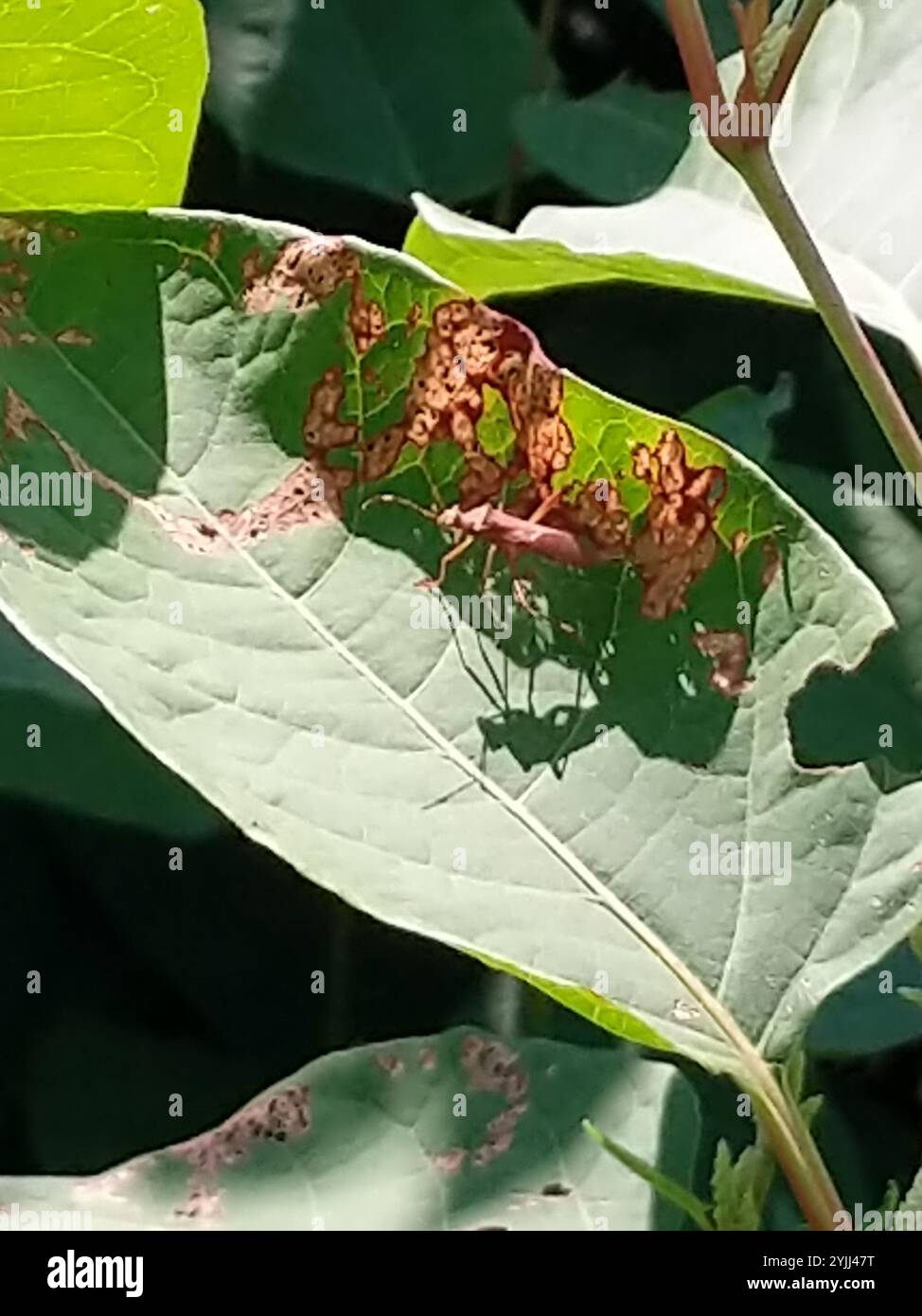 Leaf-footed Bugs and Allies (Coreoidea Stock Photo - Alamy