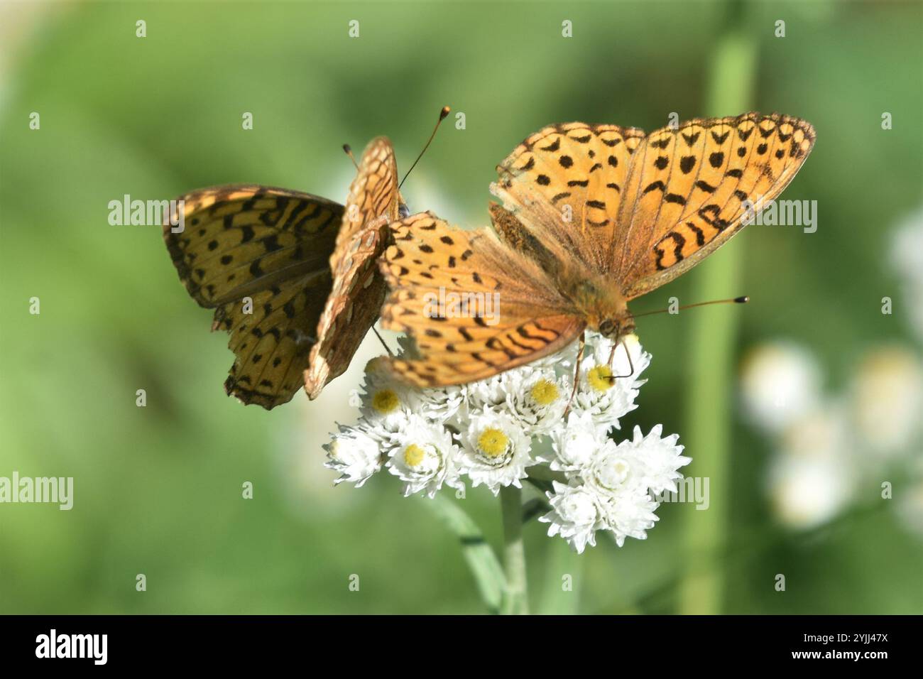 Northwestern fritillary hi-res stock photography and images - Alamy
