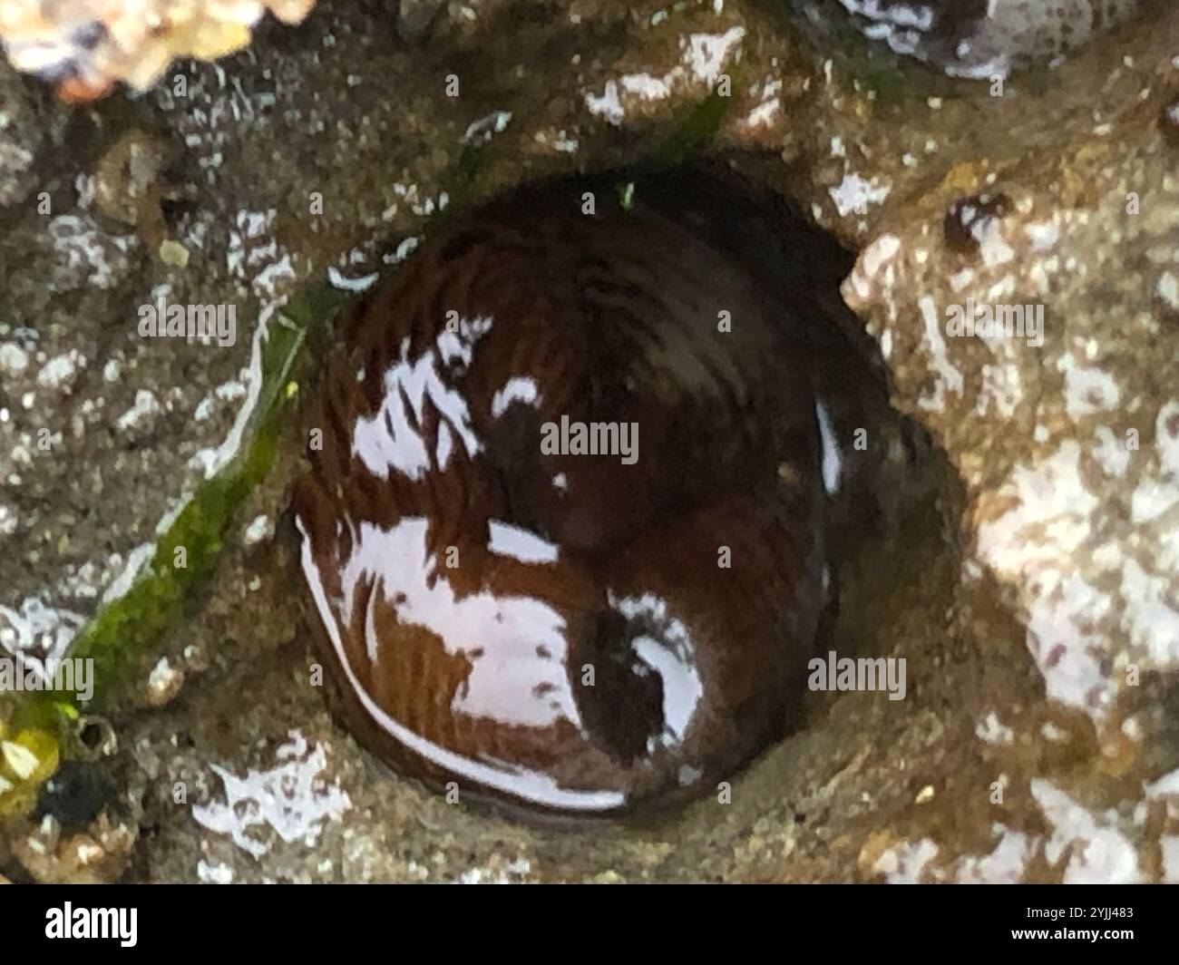 Rough piddock hi-res stock photography and images - Alamy