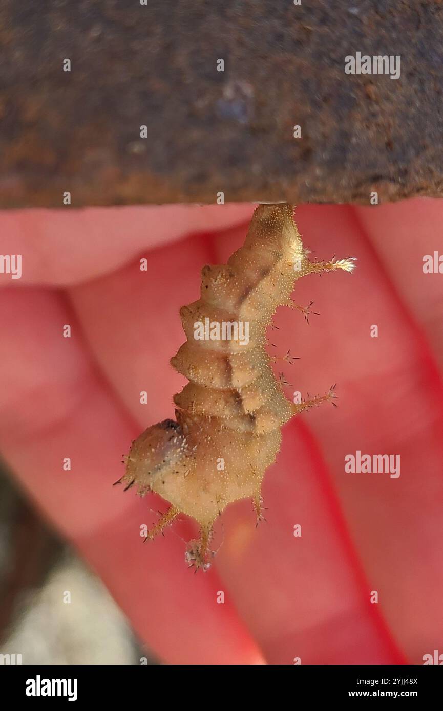 California Sister (Adelpha californica Stock Photo - Alamy