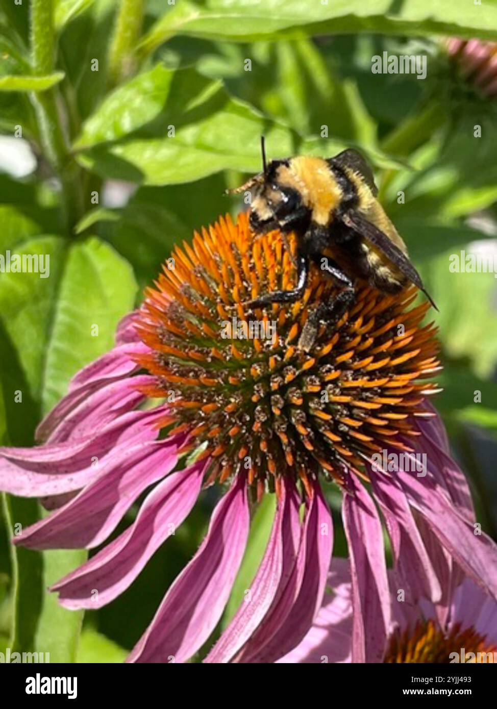 Northern Amber Bumble Bee (Bombus borealis Stock Photo - Alamy
