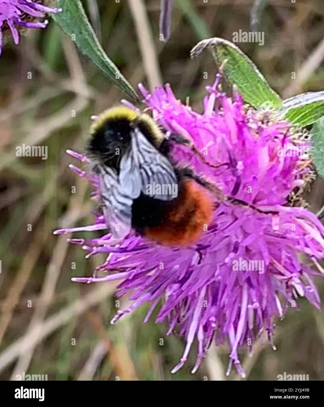 Red-tailed Bumble Bee (Bombus lapidarius Stock Photo - Alamy