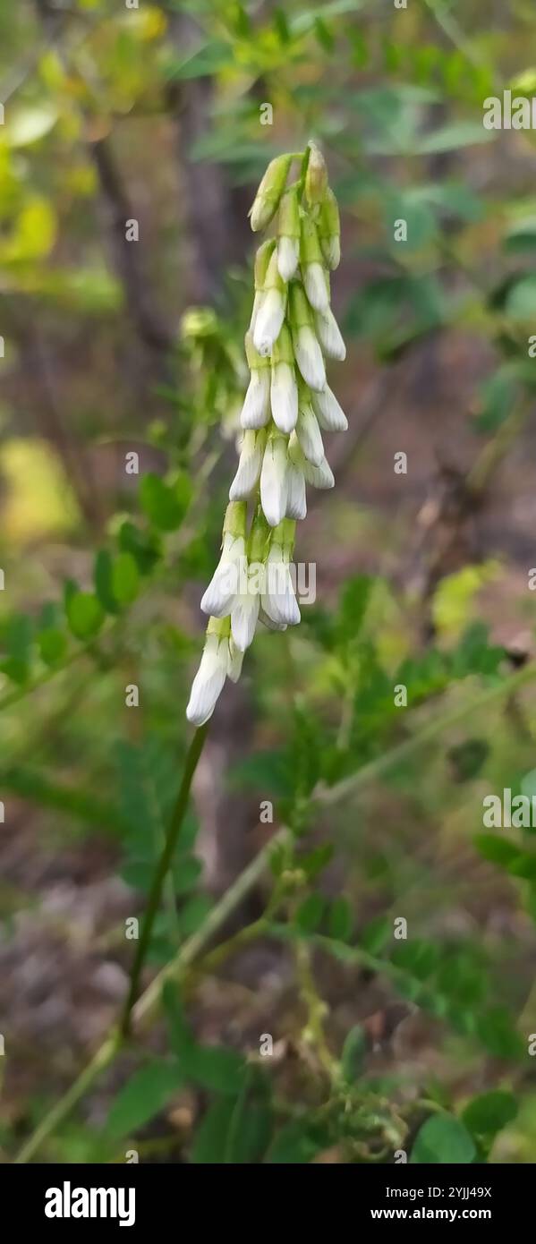 Wood Vetch (Vicia sylvatica Stock Photo - Alamy