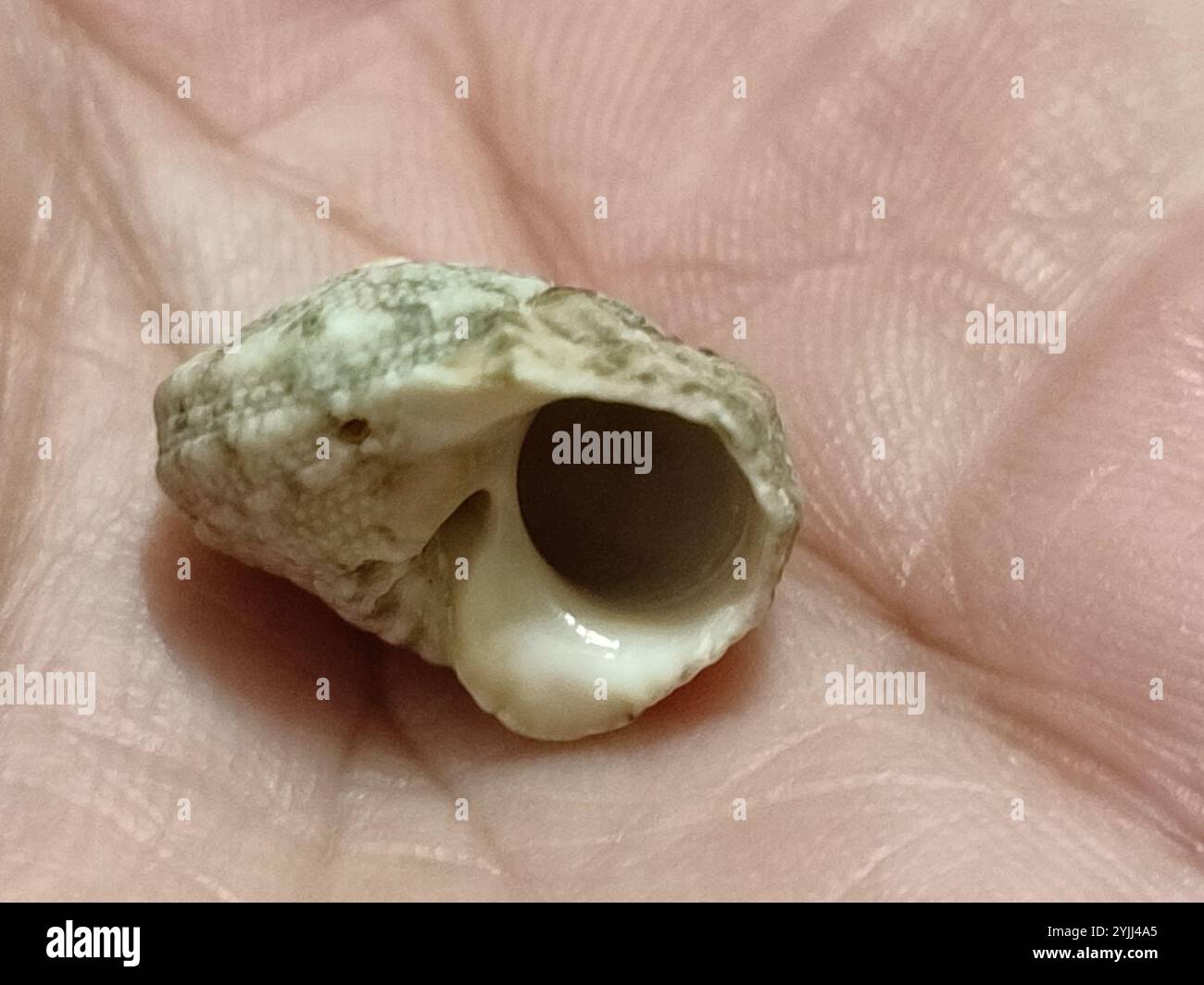 Turban Snails (Turbinidae Stock Photo - Alamy