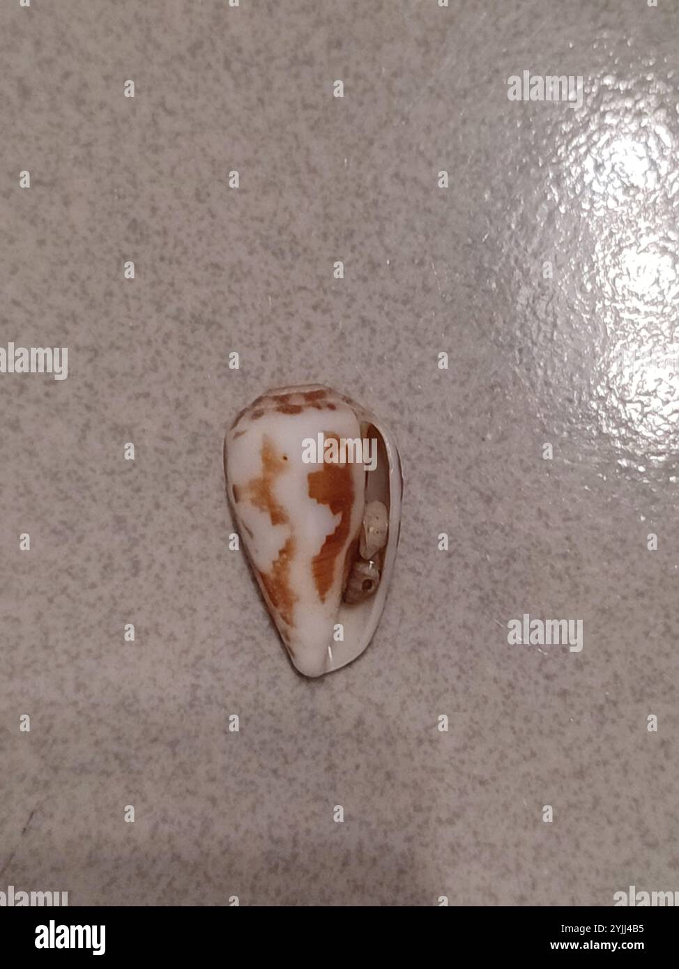 Cone Snails (Conidae Stock Photo - Alamy