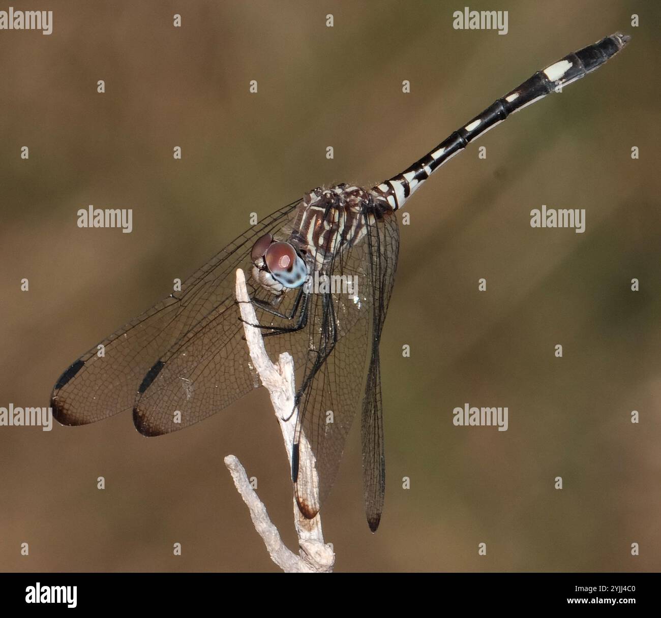 Dythemis hi-res stock photography and images - Alamy