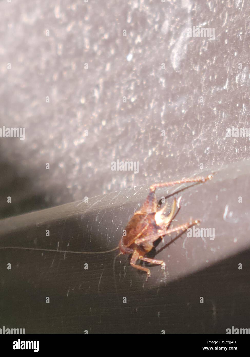Hapithus hi-res stock photography and images - Alamy