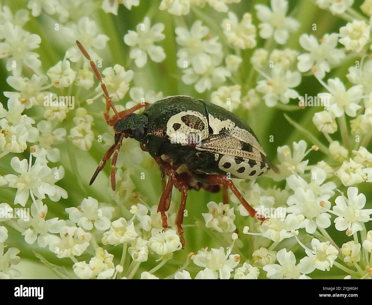 Stink Bugs, Shield Bugs, and Allies (Pentatomoidea Stock Photo - Alamy