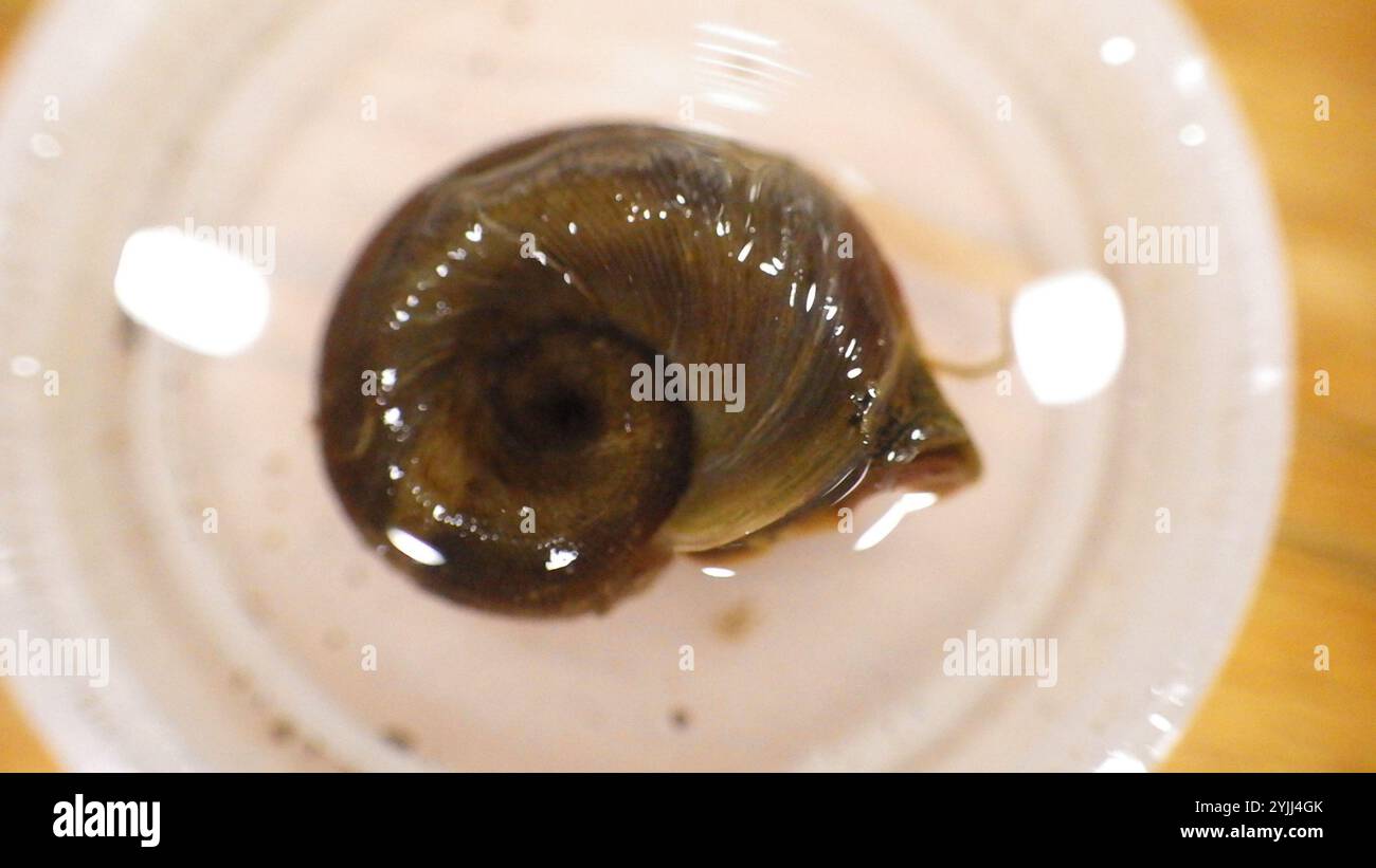 Ramshorn snails planorbidae hi-res stock photography and images - Alamy