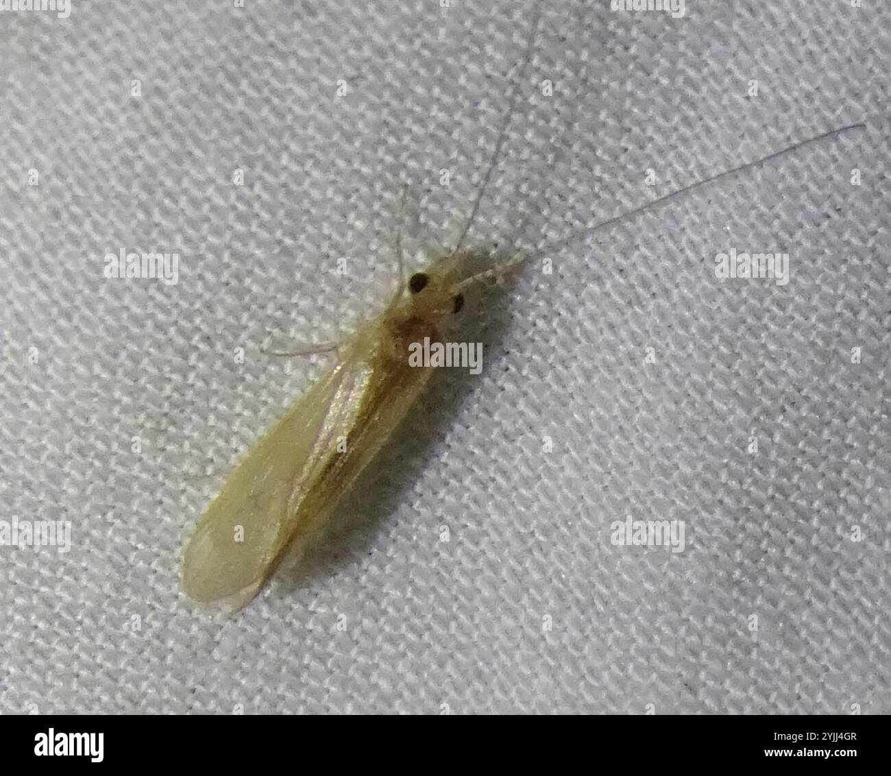 Yellow Net-spinning Caddisfly (Potamyia flava Stock Photo - Alamy