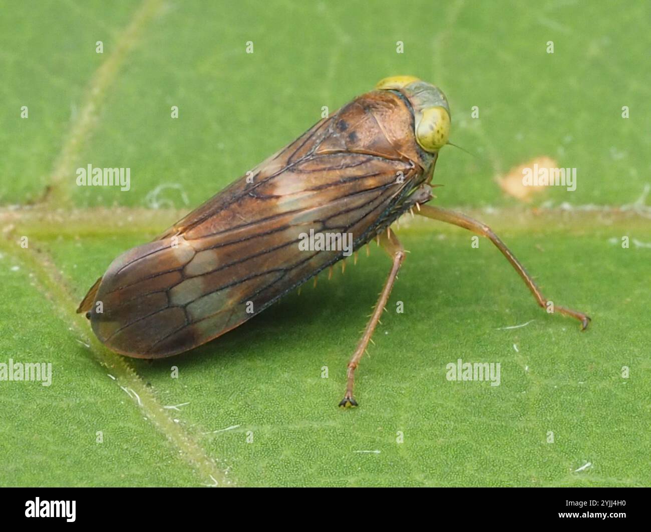 Coppery Leafhopper (Jikradia olitoria Stock Photo - Alamy