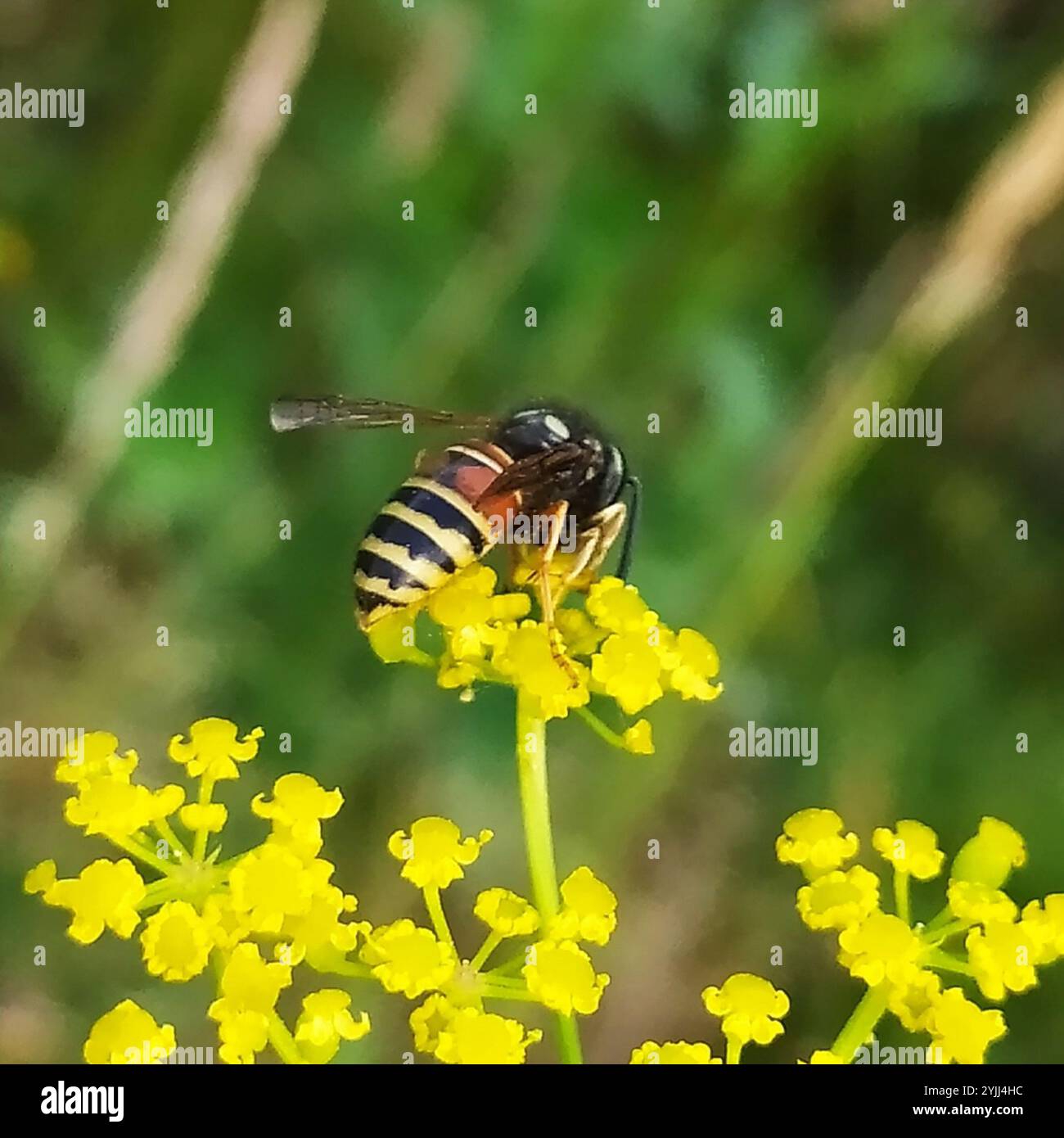 Red-banded Yellowjacket (Vespula rufa Stock Photo - Alamy