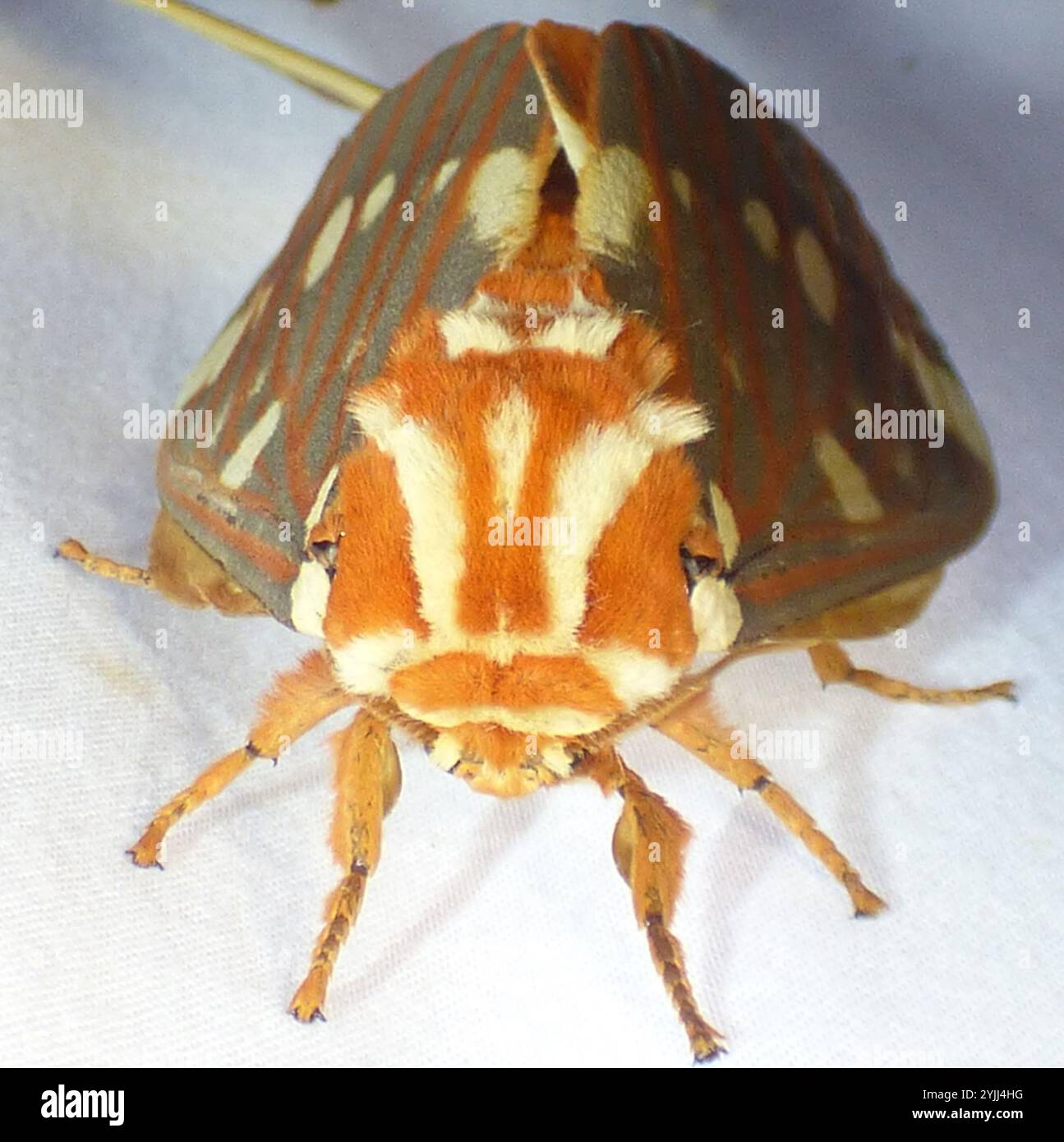 Regal moth hi-res stock photography and images - Alamy