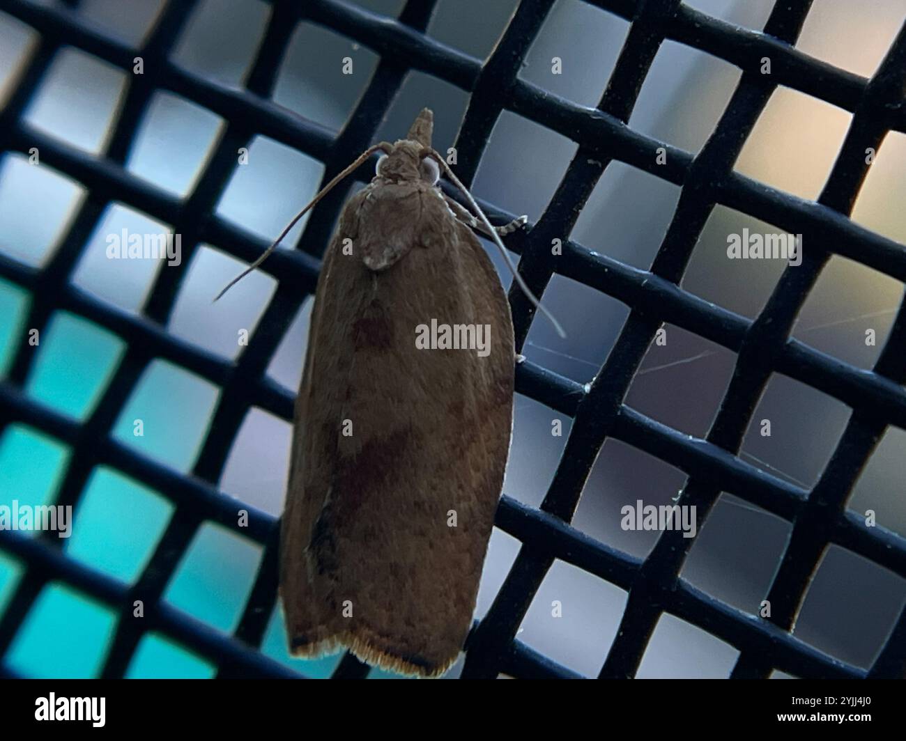 Tortricid Leafroller Moths and Allies (Tortricoidea Stock Photo - Alamy