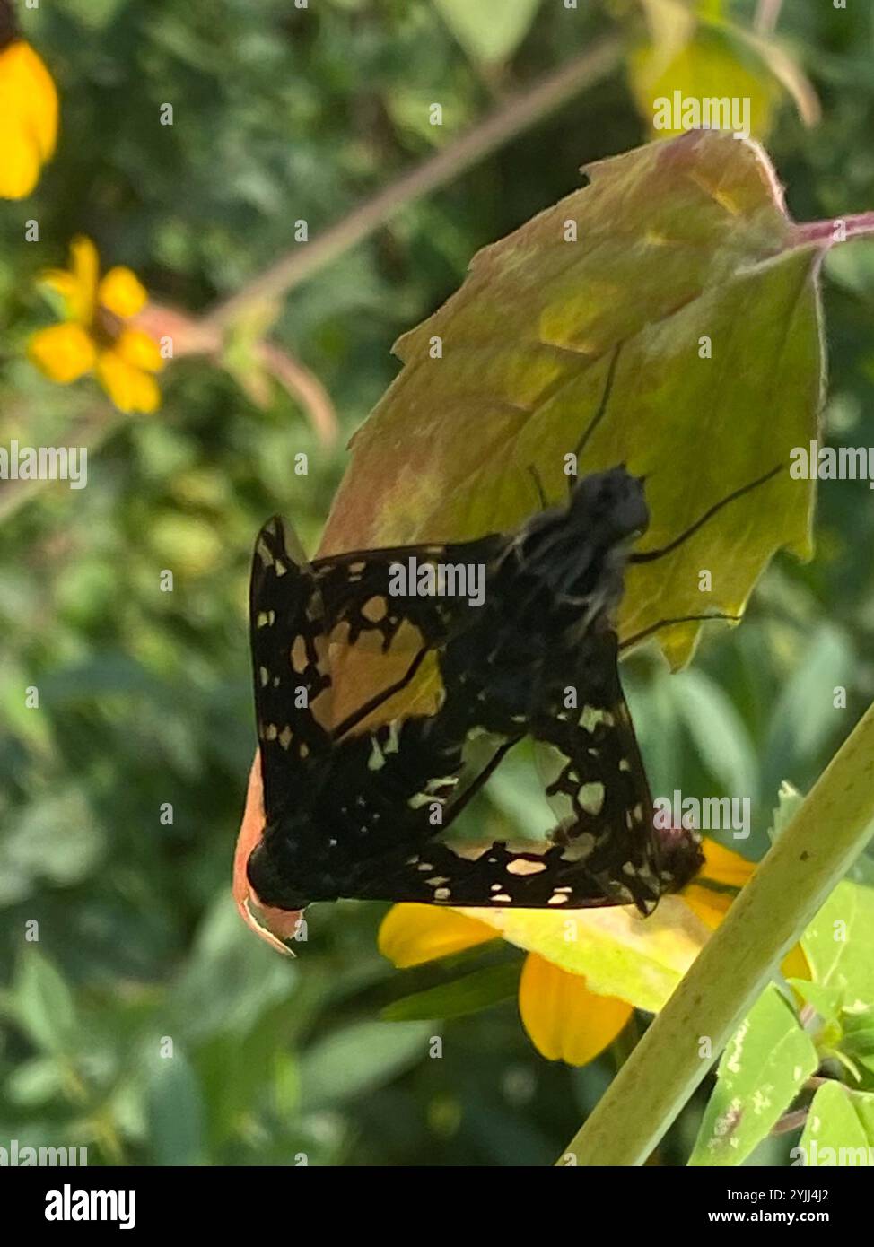 Tiger Bee Fly (Xenox tigrinus Stock Photo - Alamy