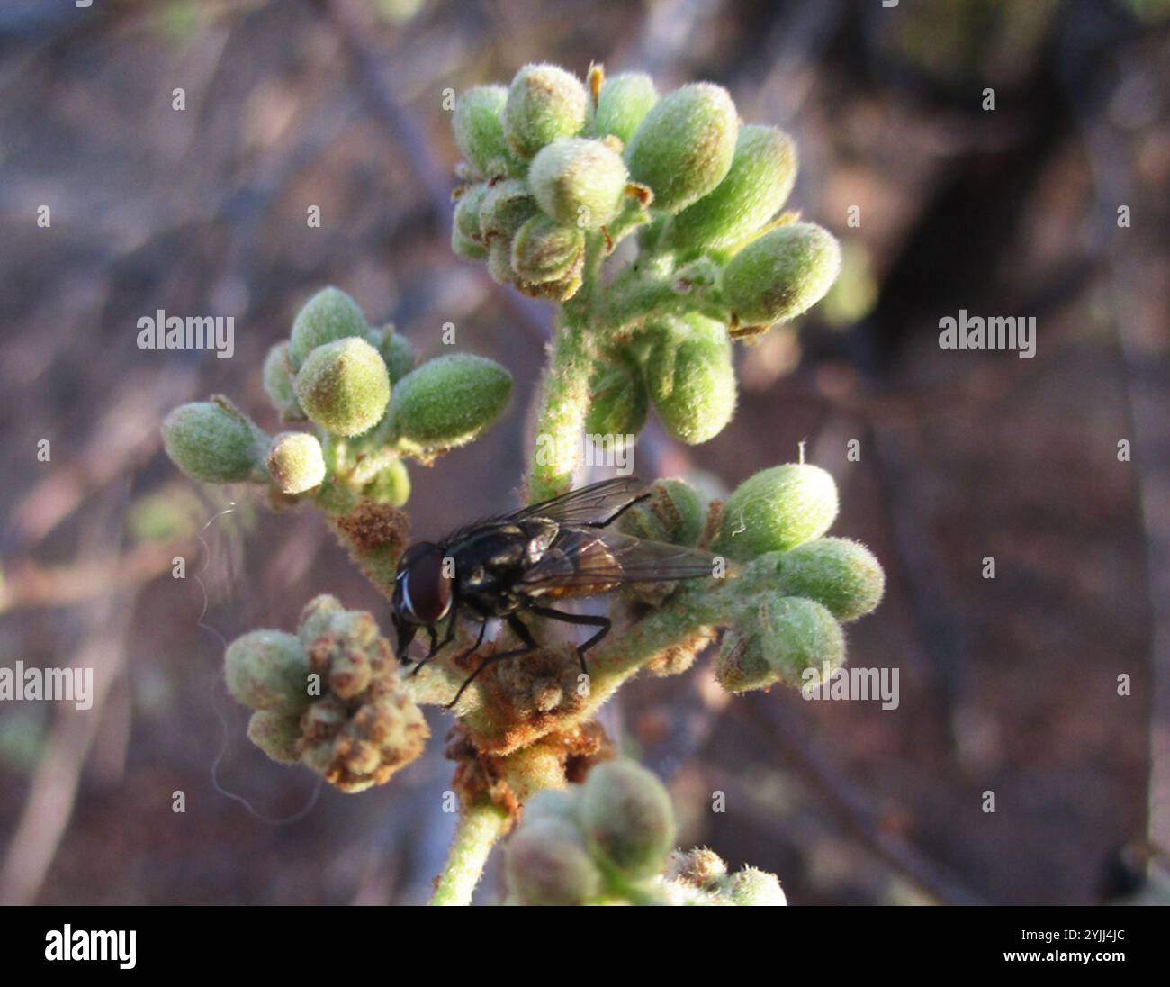 Calyptrate hi-res stock photography and images - Alamy