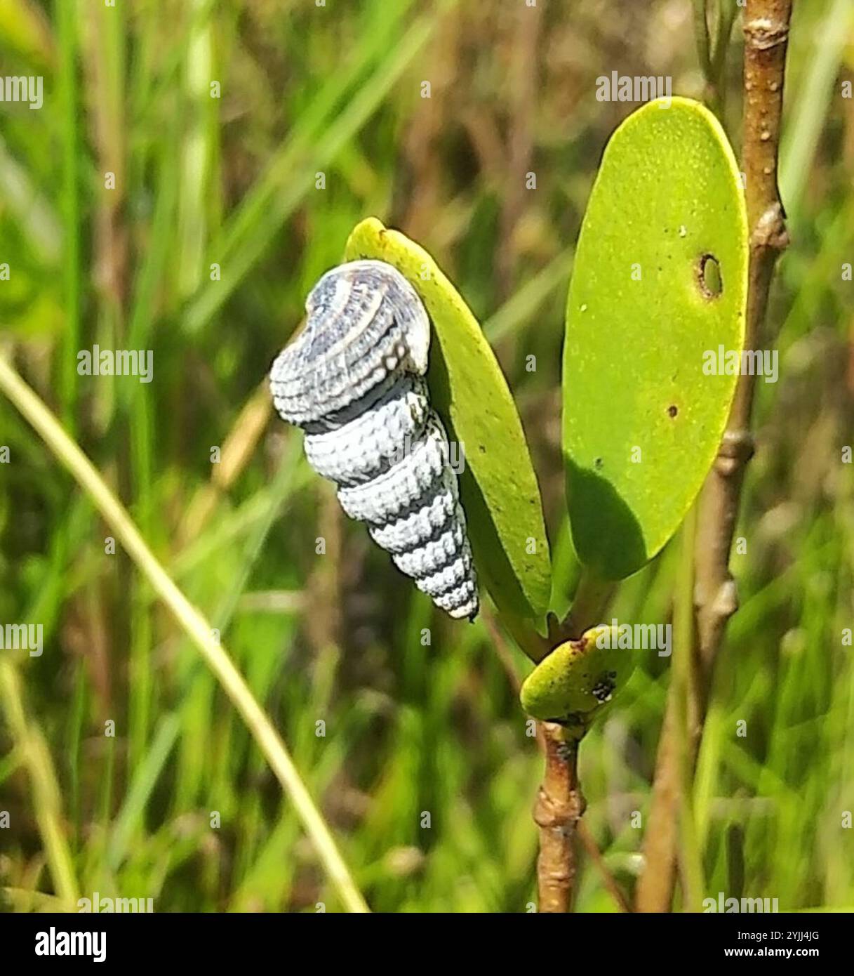 Ladder Horn Snail (Cerithideopsis scalariformis Stock Photo - Alamy