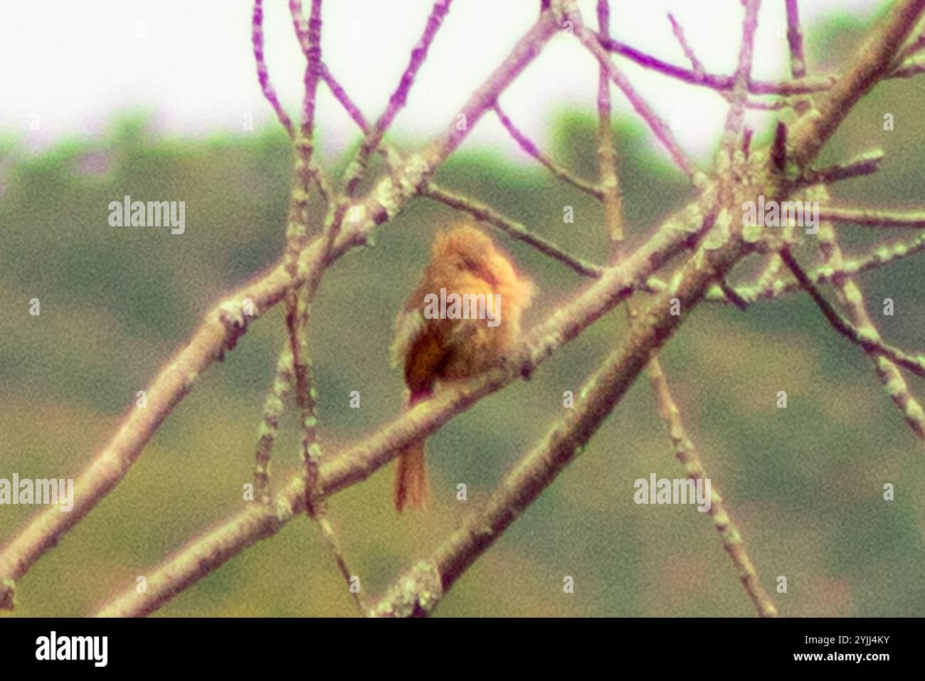Eastern Cardinal (Cardinalis cardinalis cardinalis Stock Photo - Alamy