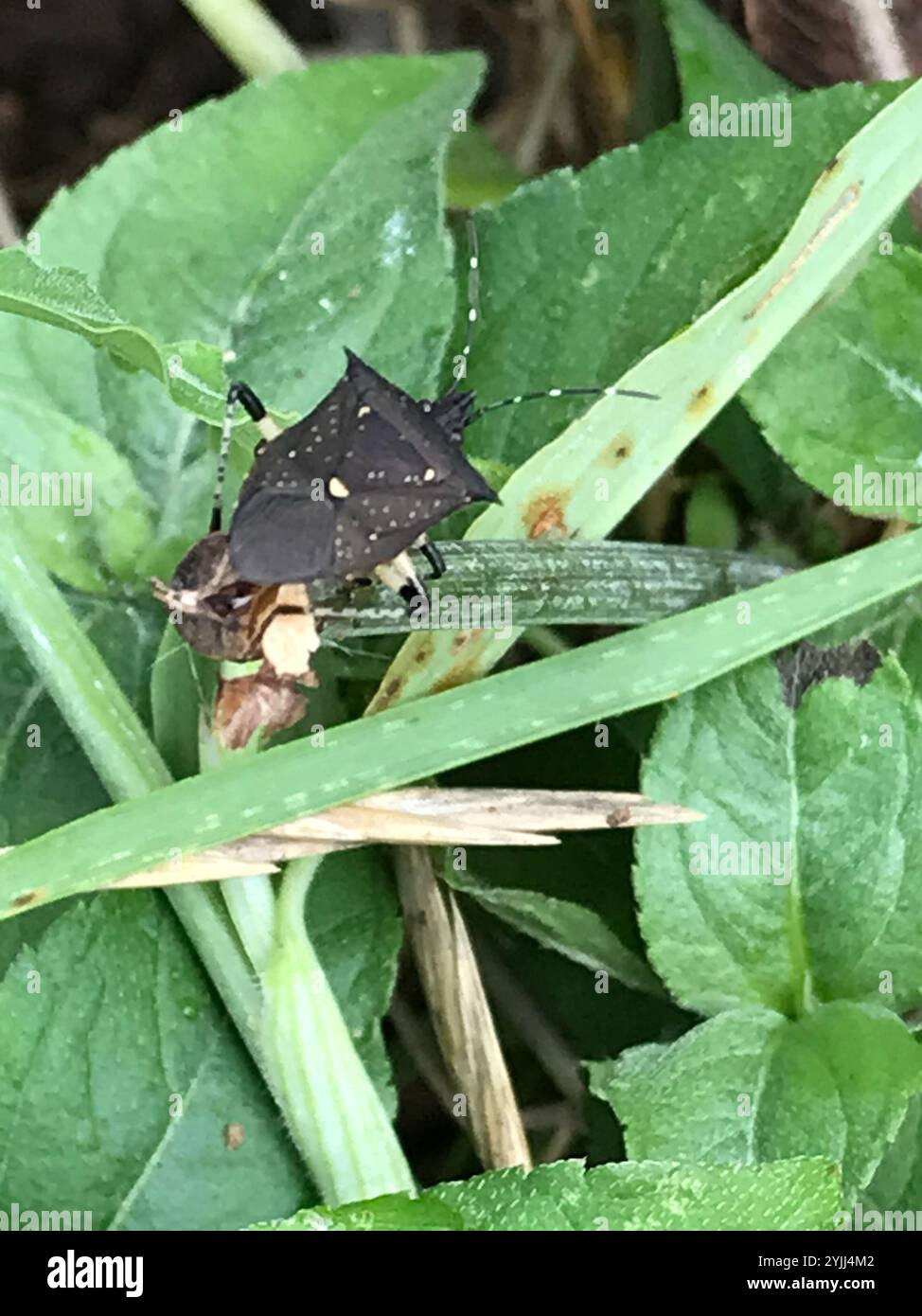 Black Stink Bug (Proxys punctulatus Stock Photo - Alamy