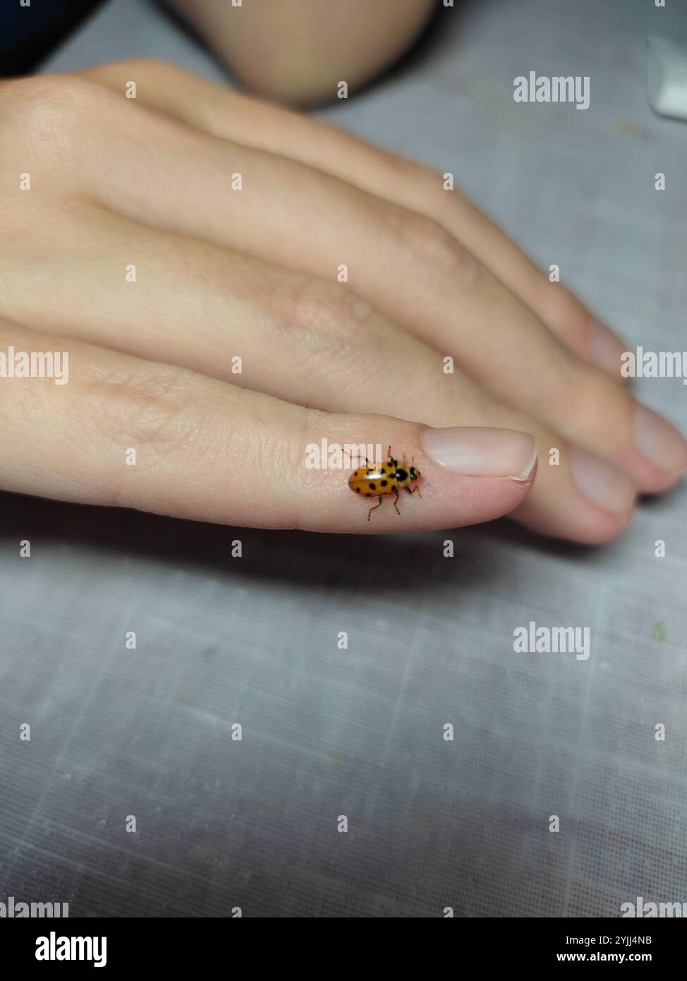 Thirteen-spotted Lady Beetle (Hippodamia tredecimpunctata Stock Photo ...