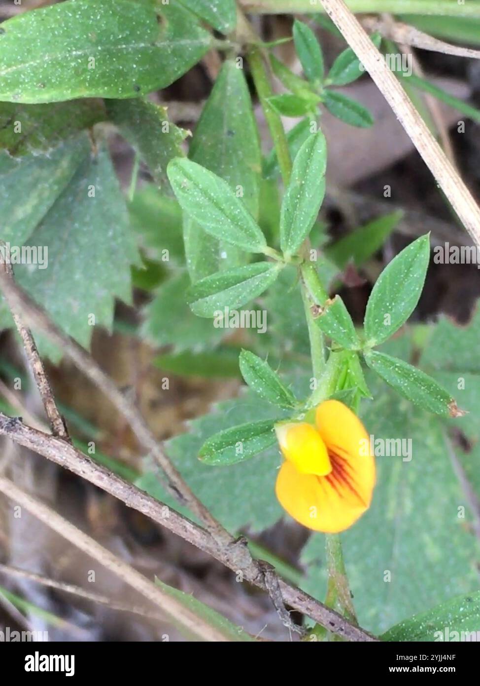 sidebeak pencilflower (Stylosanthes biflora Stock Photo - Alamy