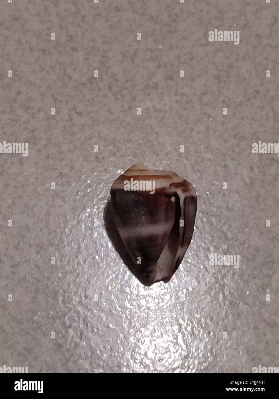 Cone Snails (Conidae Stock Photo - Alamy