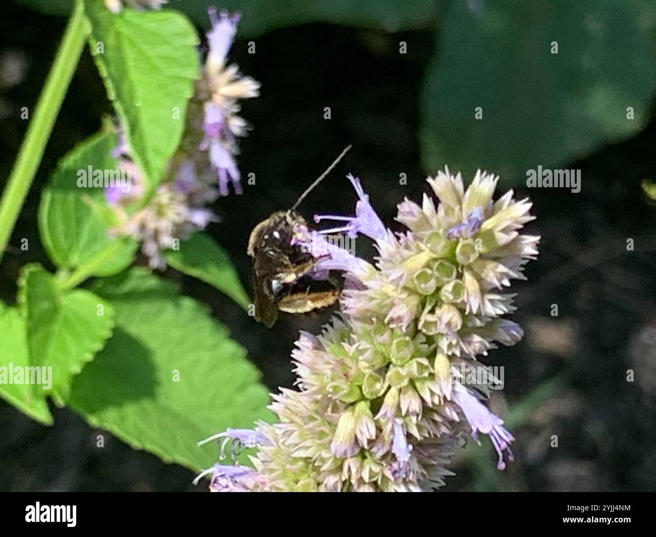 Melissodes bimaculatus hi-res stock photography and images - Alamy