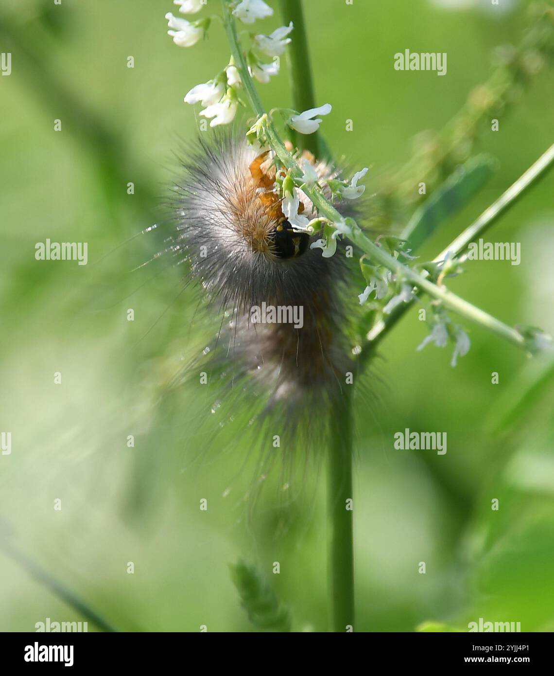Salt Marsh Moth (Estigmene acrea Stock Photo - Alamy