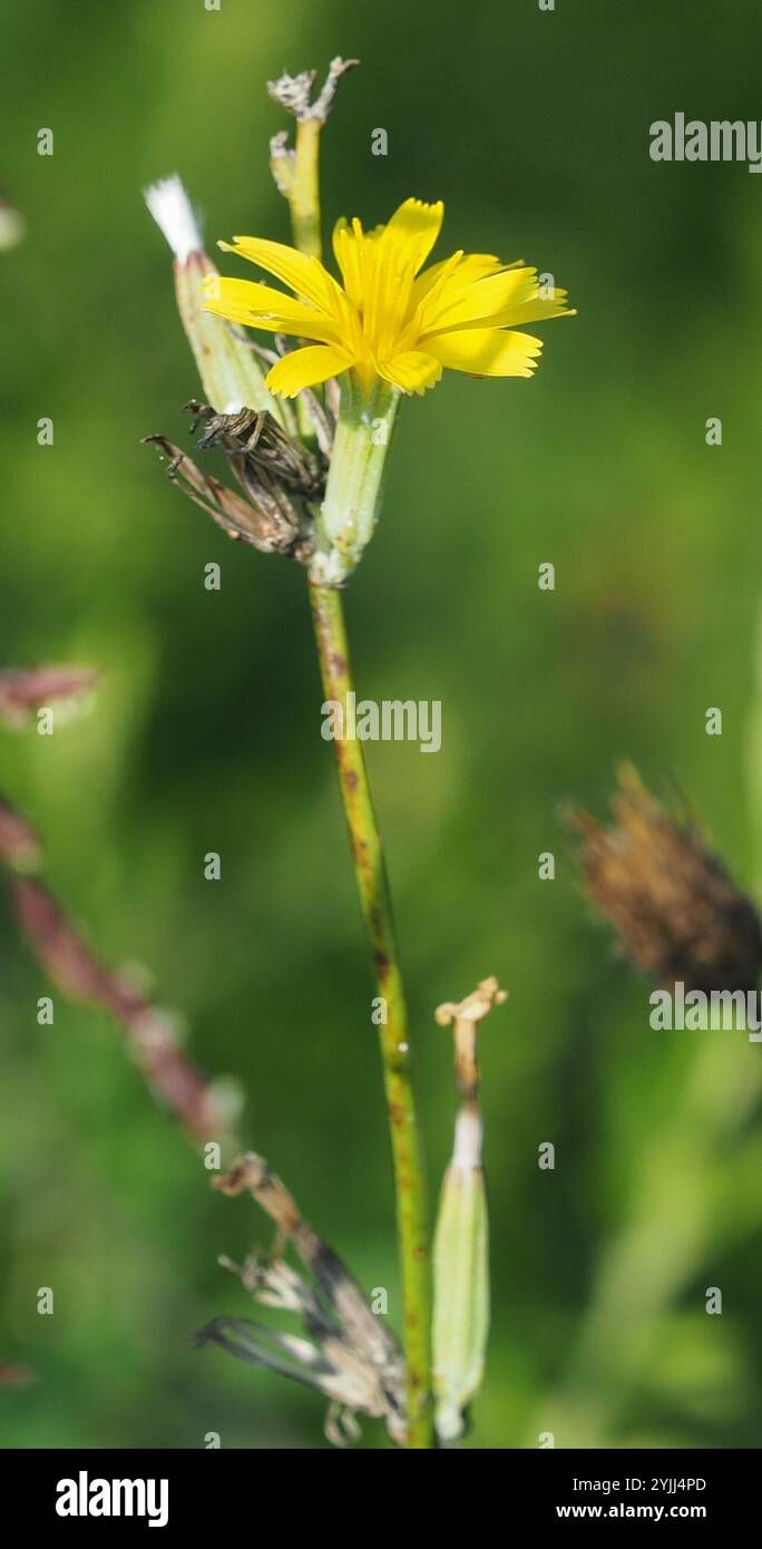 Rush Skeletonweed (Chondrilla juncea Stock Photo - Alamy