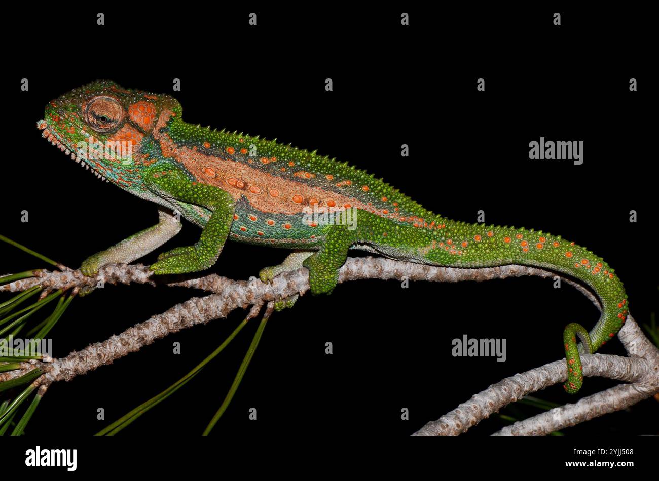 Cape Dwarf Chameleon (Bradypodion pumilum Stock Photo - Alamy