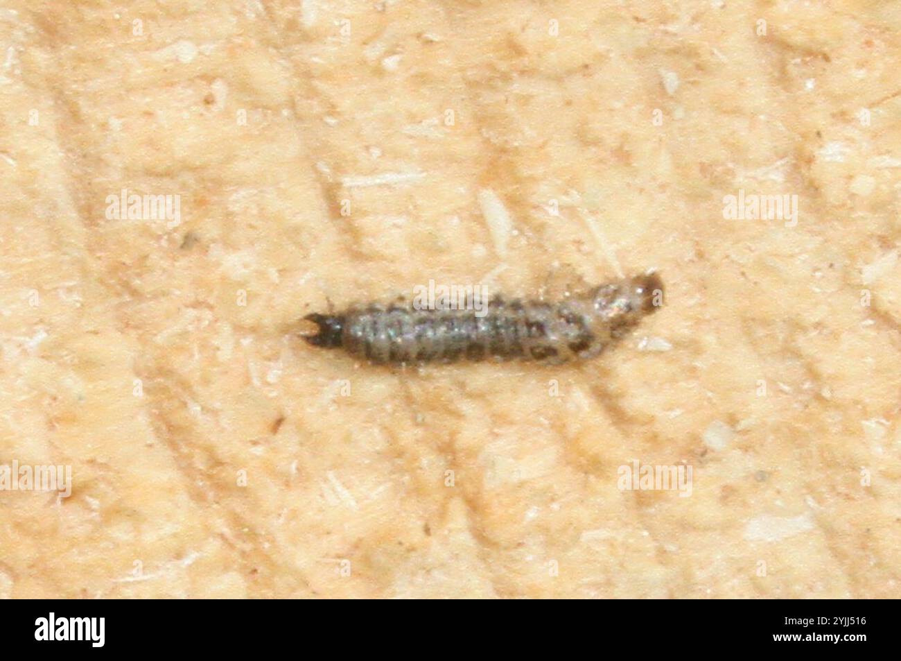 European Red-bellied Clerid (Thanasimus formicarius Stock Photo - Alamy