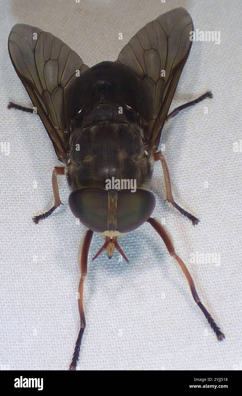 True Horse Flies (Tabanus Stock Photo - Alamy