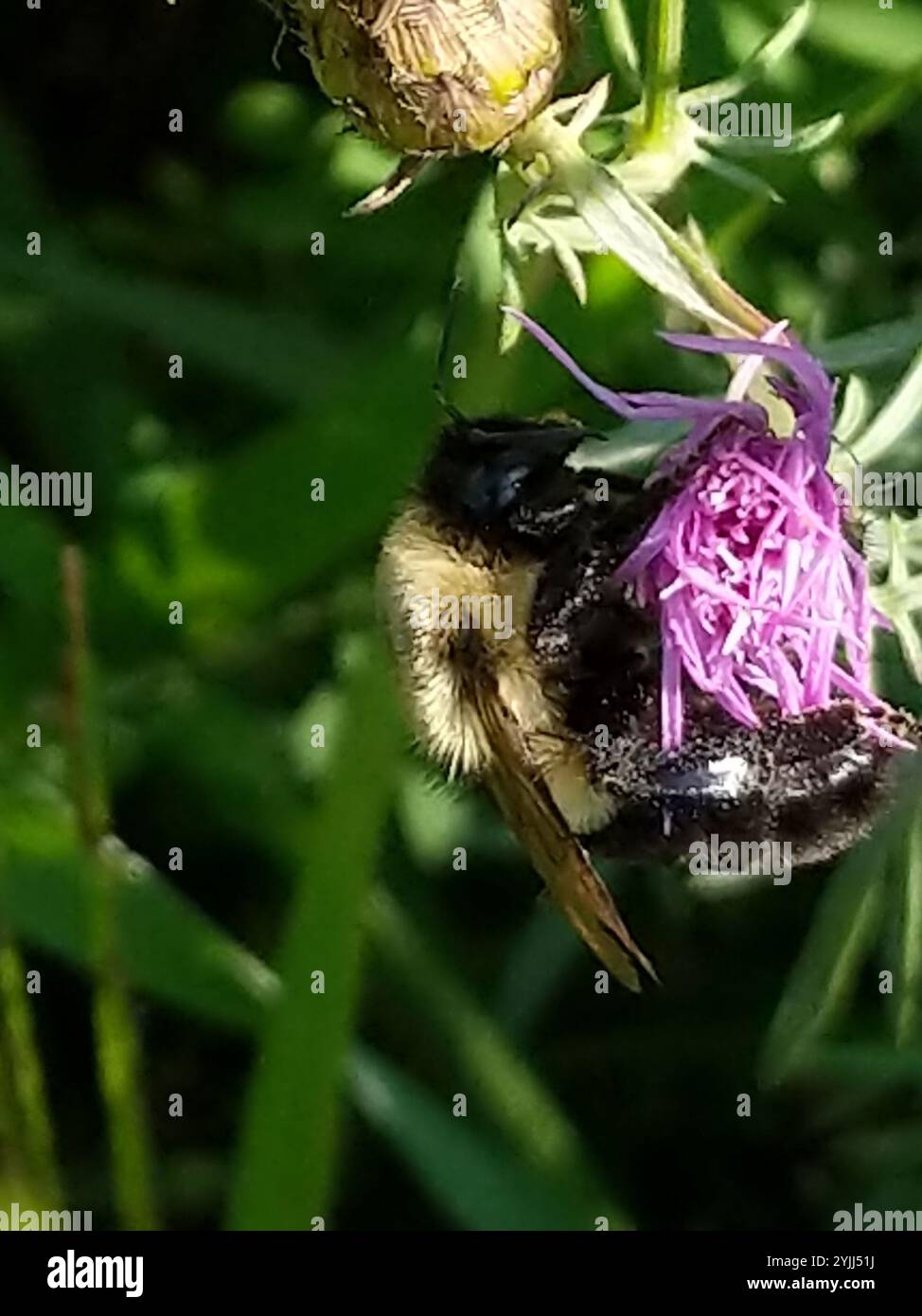 Common Eastern Bumble Bee (Bombus impatiens Stock Photo - Alamy