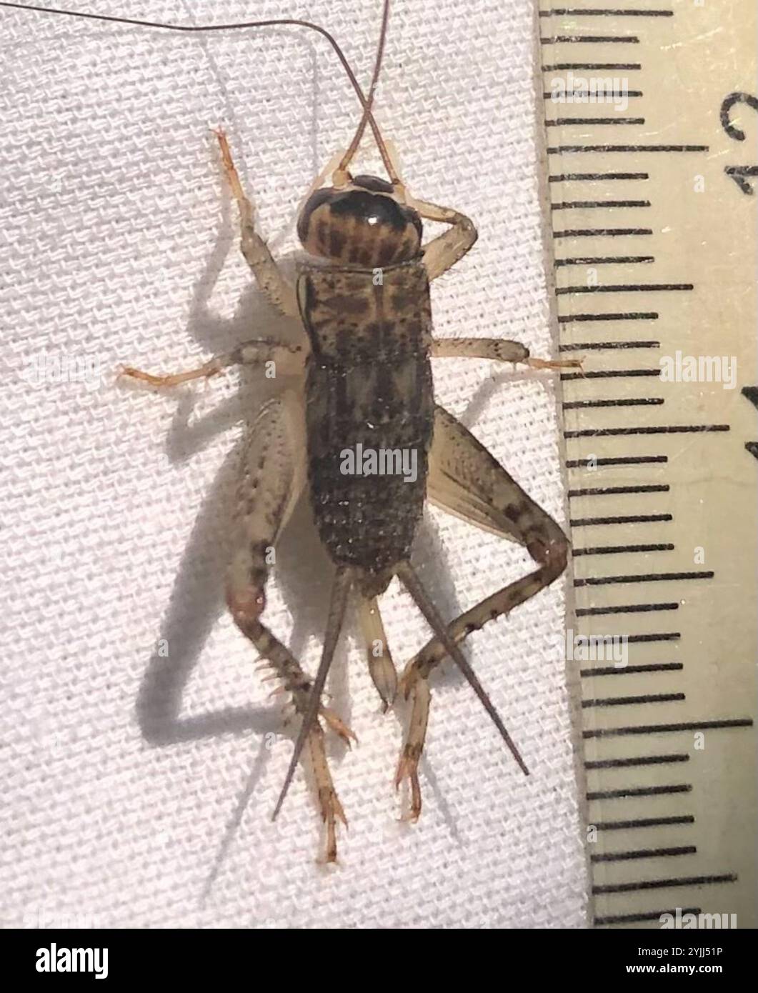 Japanese burrowing cricket hi-res stock photography and images - Alamy