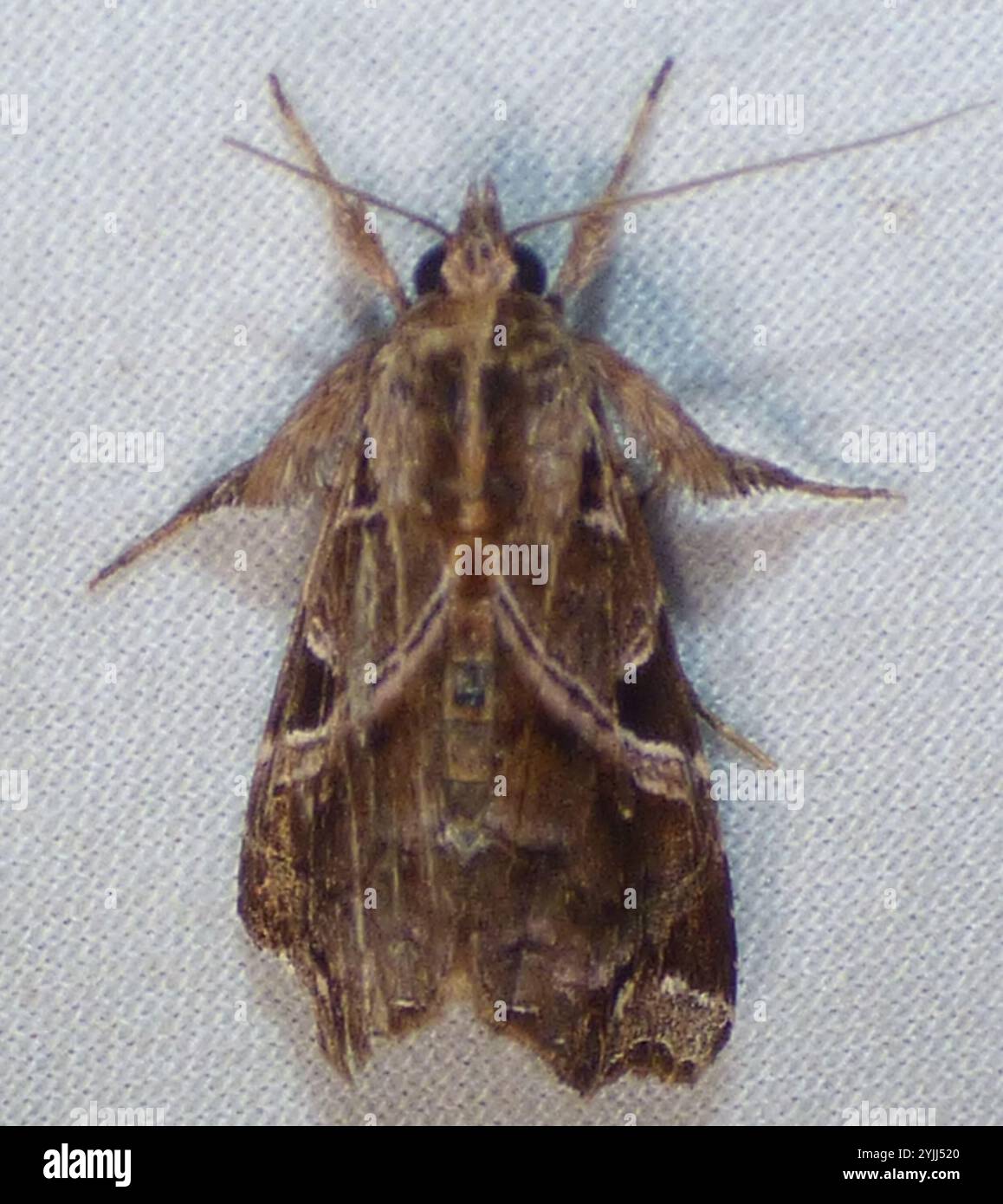 Florida Fern Moth (Callopistria floridensis Stock Photo - Alamy