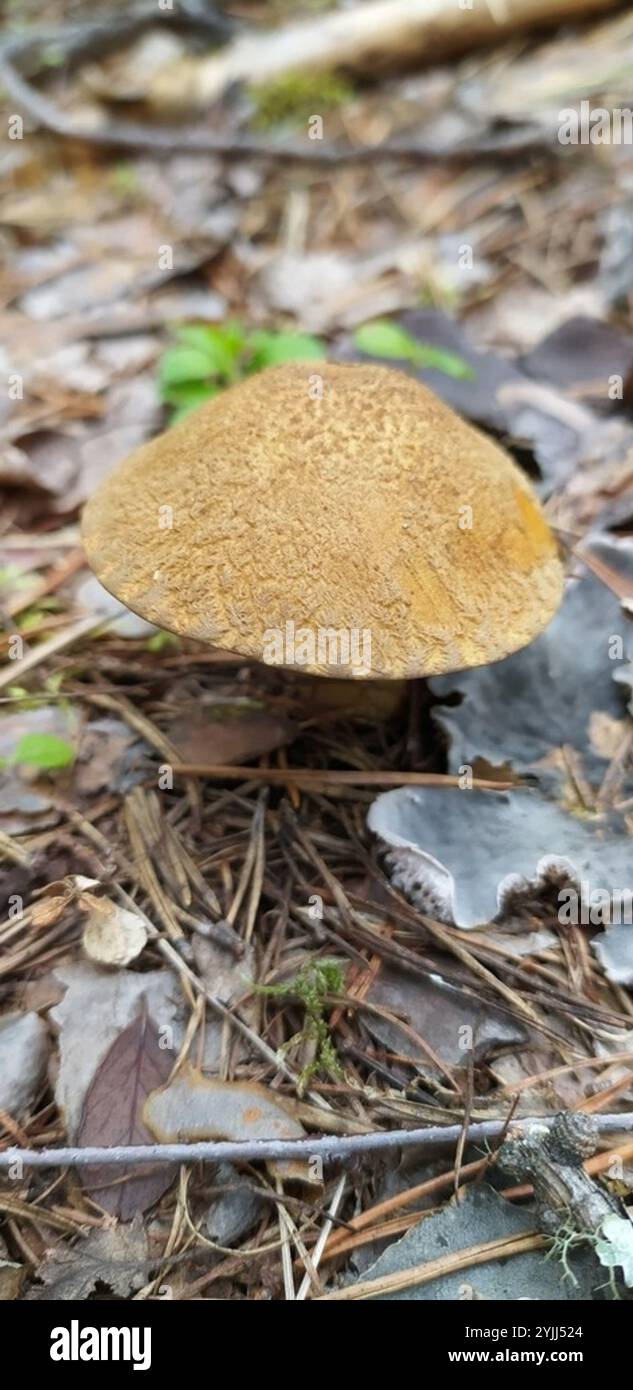 Velvet Bolete (Suillus variegatus Stock Photo - Alamy