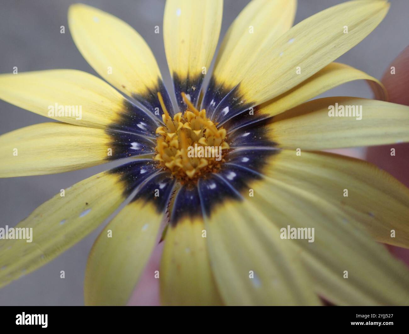 Beetle Daisy (Gorteria diffusa diffusa Stock Photo - Alamy